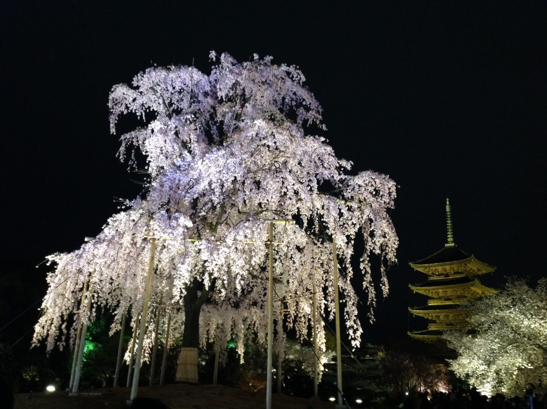 JAPAN-Sakura - Languages, Literatures and Cultures | Colorado State ...