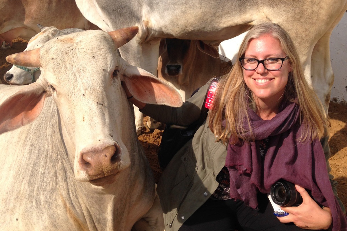 From Trash Animals to Sacred Cows: exploring human-animal relationships ...