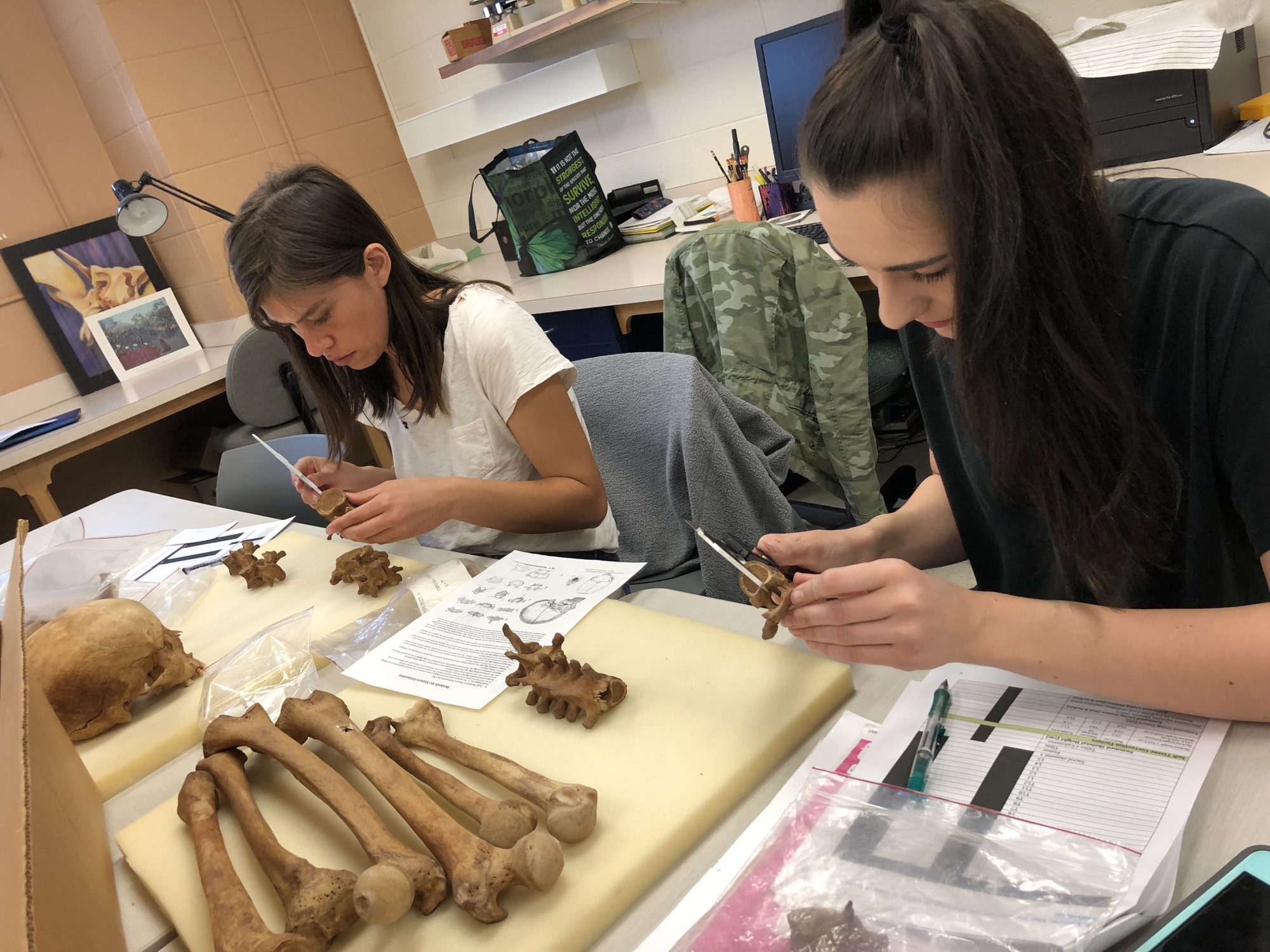 Human Osteology Laboratory Students Forensics ANTH 275 2 Magazine human-osteology-laboratory-students-forensics-anth-275-2-magazine